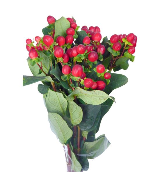 Hypericum true romance 50