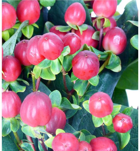 Hypericum true romance 50