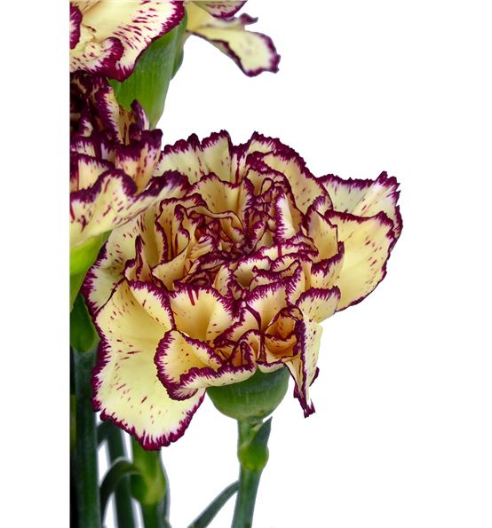 Clavel fancy amarillo/morado - Bruflor