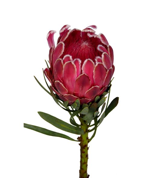 Protea venus 60 - Bruflor