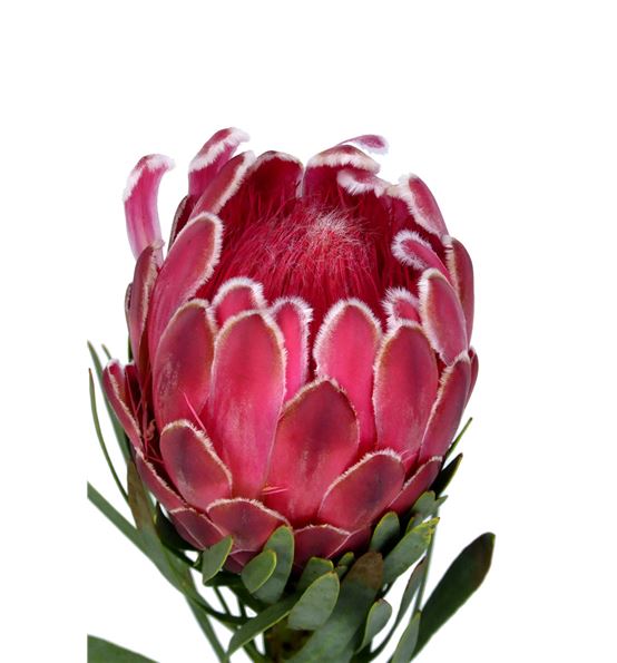 Protea venus 60 - Bruflor