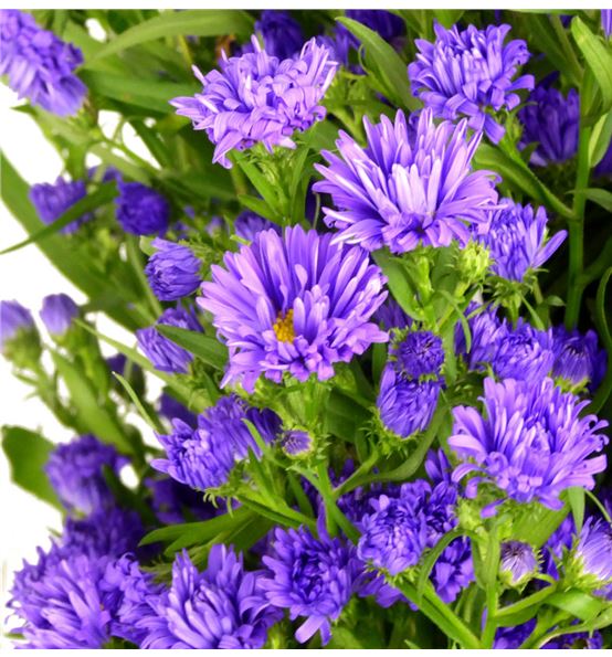 Aster dark milka 70