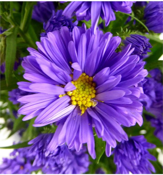 Aster dark milka 70