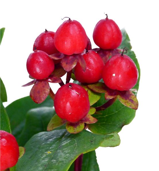 Hypericum coco rio 55 - Bruflor