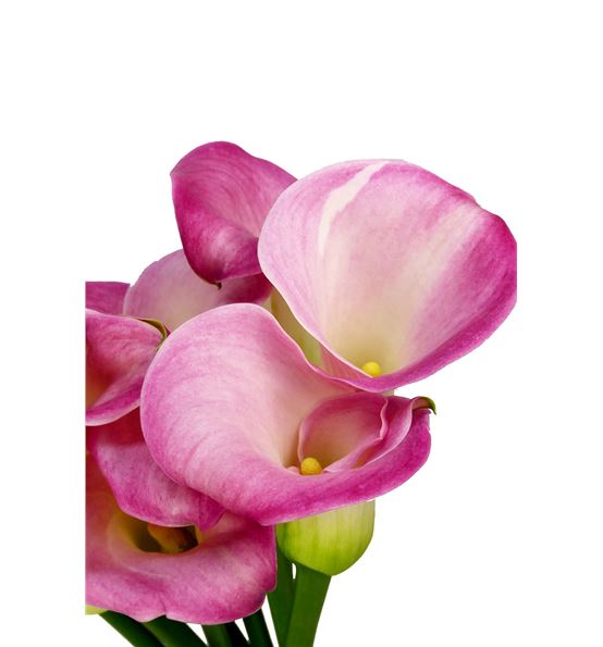 Cala captain alma 50 - Bruflor