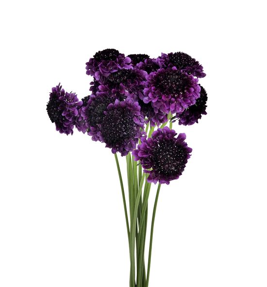Scabiosa raspberry scoop 60