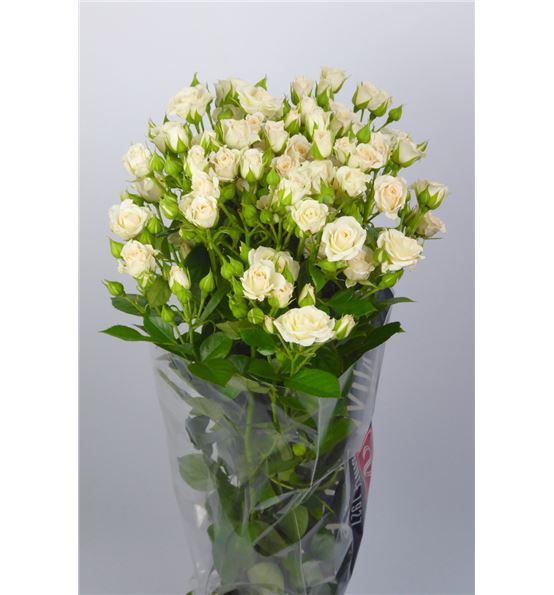 Rs ramificada cream gracia 70