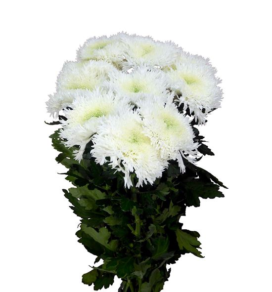 Cr etrusko white 70 - Bruflor