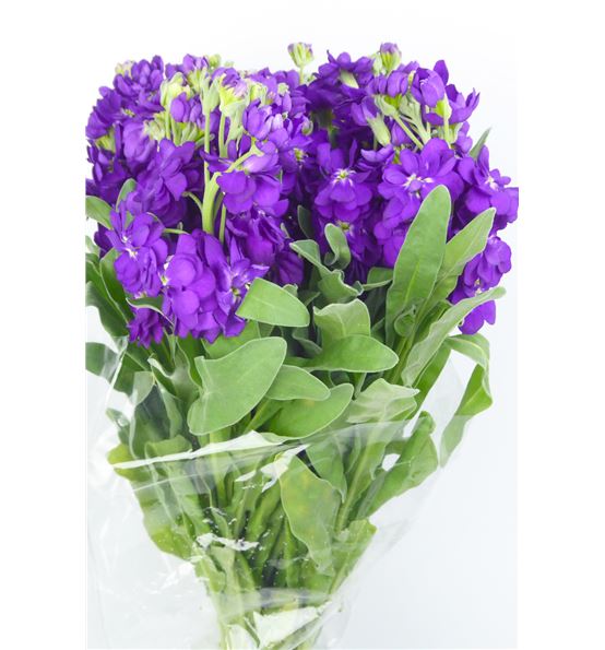 Matthiola anytime blue 52 - Bruflor