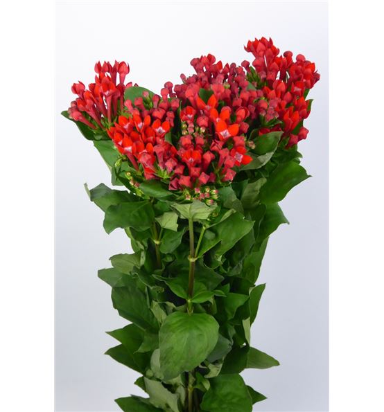 Bouvardia royal ruby red 65