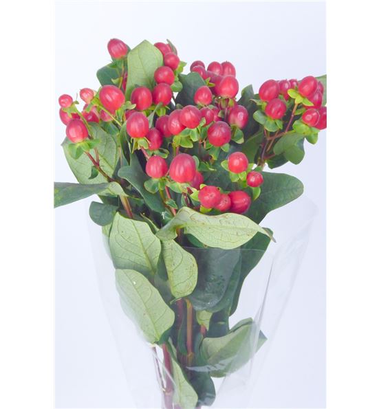 Hypericum true romance 70 - Bruflor