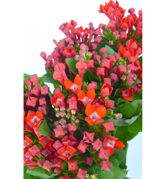 Bouvardia royal ruby red 65