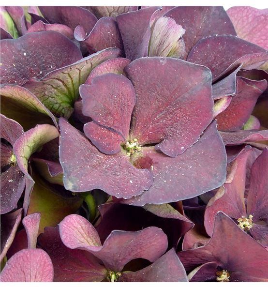 Hydr mag rubyred classic 60