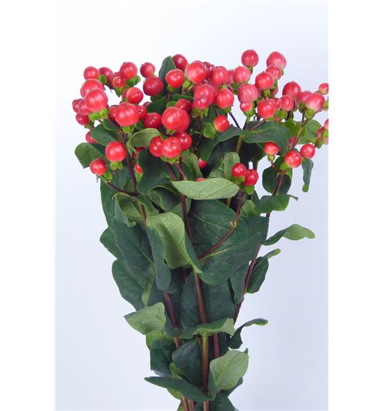 Hypericum coco calypso 40
