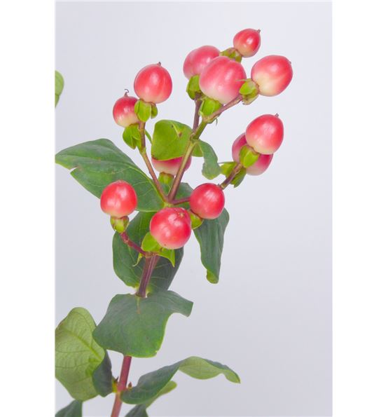 Hypericum coco calypso 40