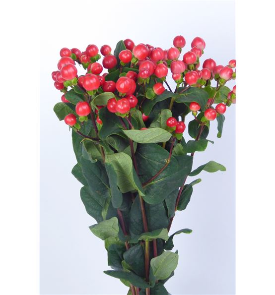 Hypericum coco calypso 50