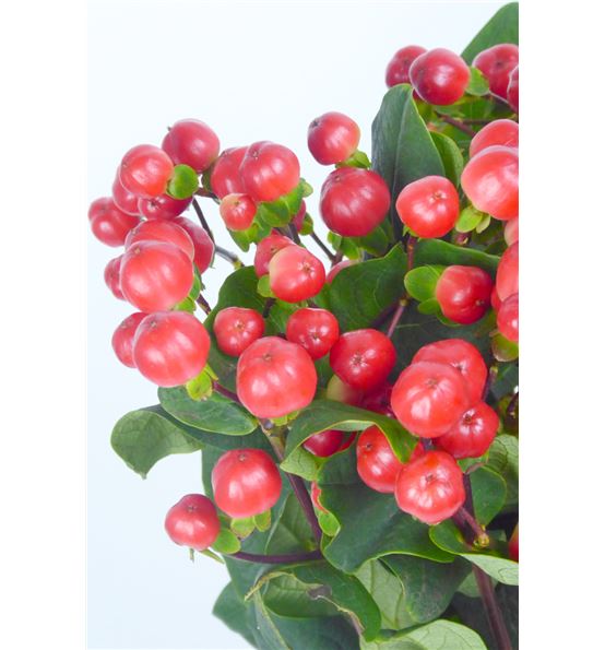 Hypericum coco calypso 50