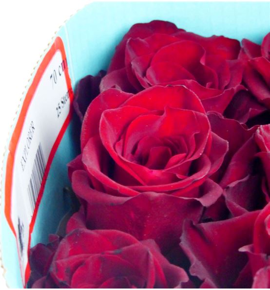 Rosa col explorer 70 - Bruflor