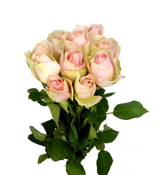 Rosa hol royal pink 50