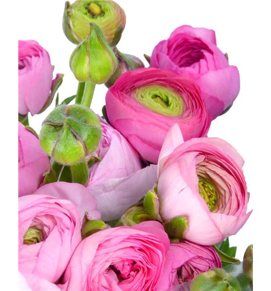 Ranunculo rosa 60