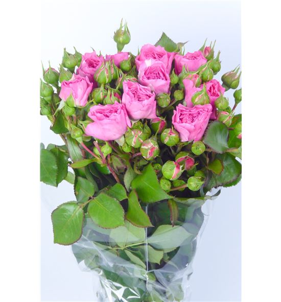 Rs ramificada baronesse 40