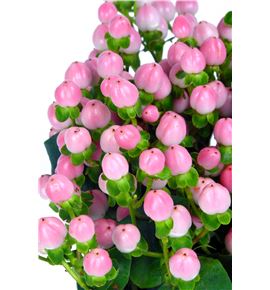 FLORES RELLENO DE FLOR - Bruflor