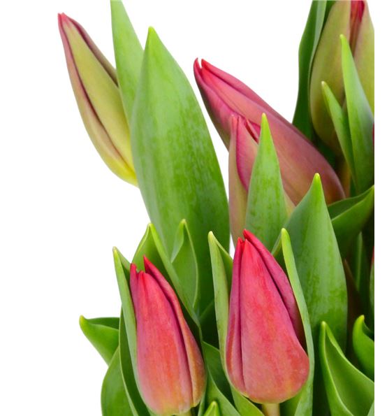 Tulipan strong love 46