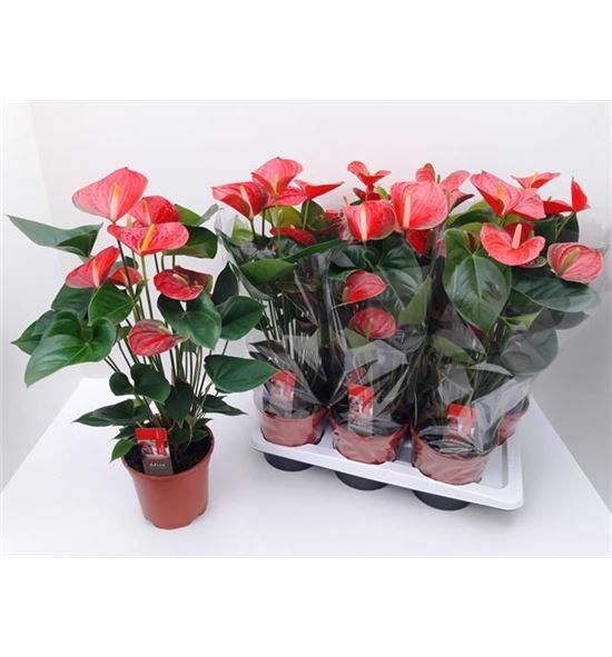 Pl. anthurium fancy fever x6 60cm