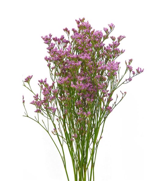 Limonium pink emille 70
