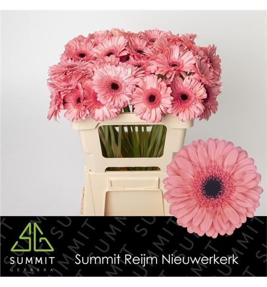 Gerbera scala 50