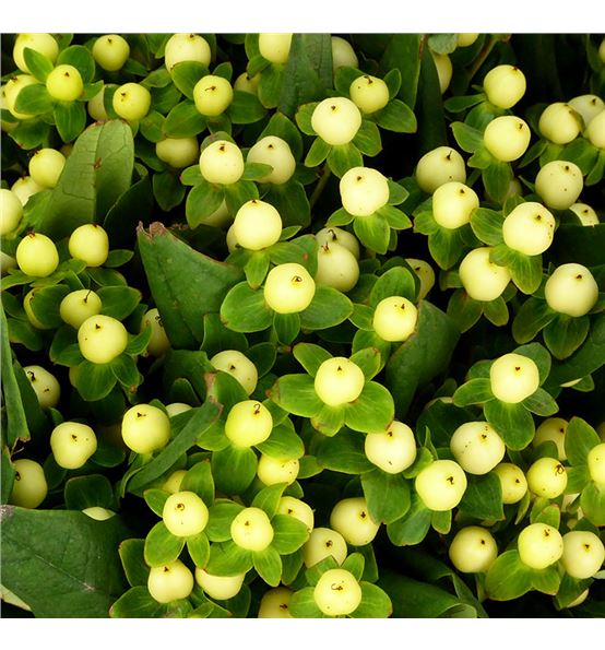 Hypericum cool romance 60