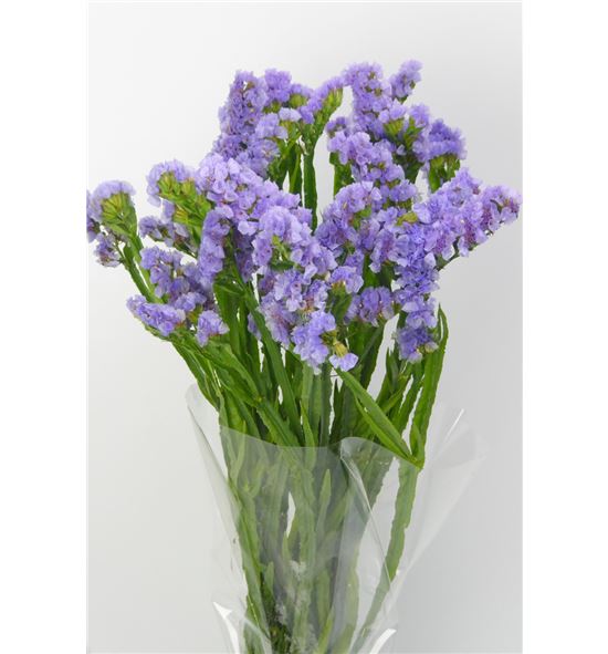 Statice hol happy wing milka 60