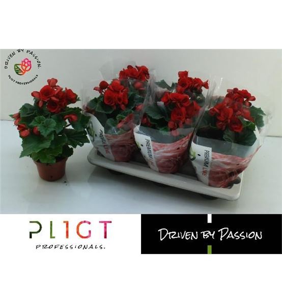 Pl. begonia baladin 31cm x6