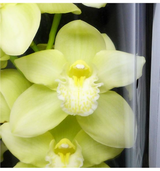 Cymbidium mint ice x6