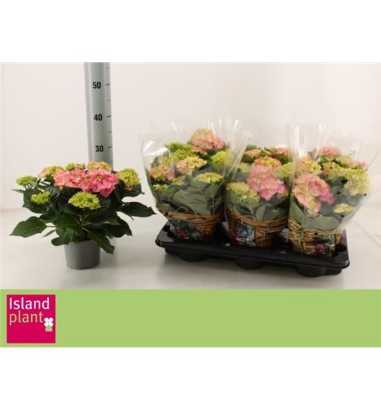 Pl. hydrangea early rose 35cm x6