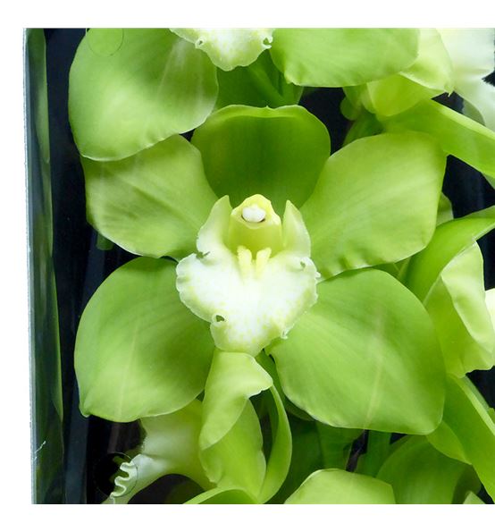 Cymbidium dino talos x6