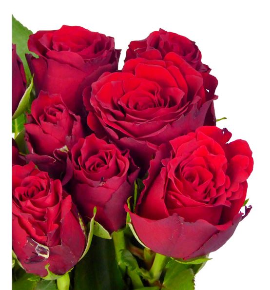 Rosa hol. upper class 50 - Bruflor