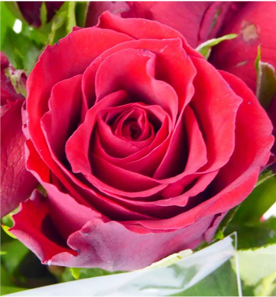 Rosa hol. upper class 50 - Bruflor