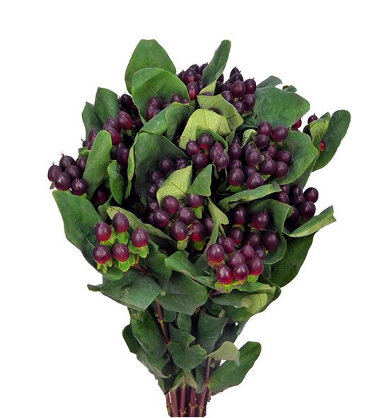 Hypericum rocky romance 60 - Bruflor