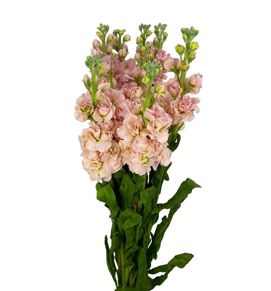 Matthiola iron apricot 60