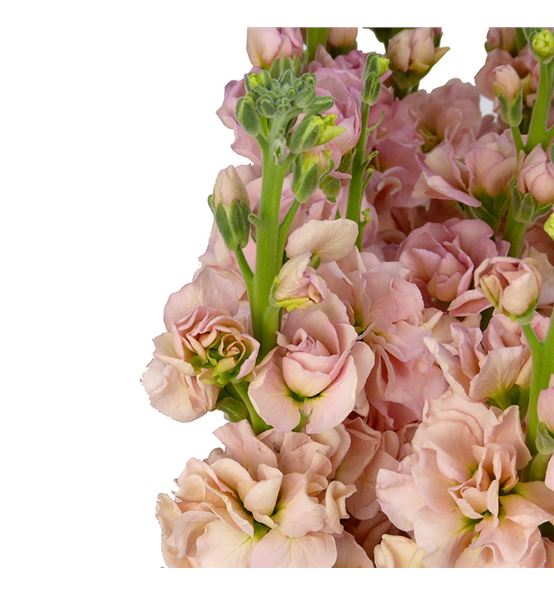 Matthiola iron apricot 60