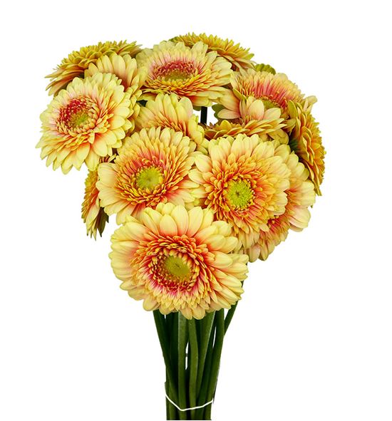 Gerb mini pomponi bebob 50