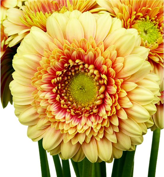 Gerb mini pomponi bebob 50