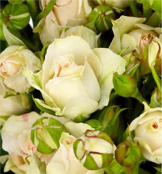 Rs ramificada cream gracia 50