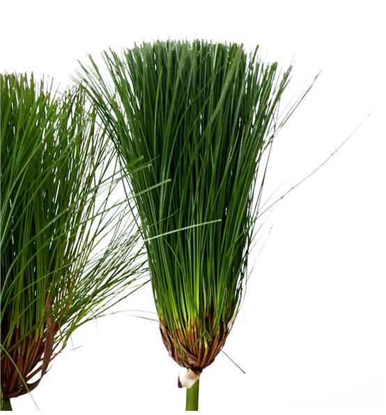 Cyperus papyrus 70