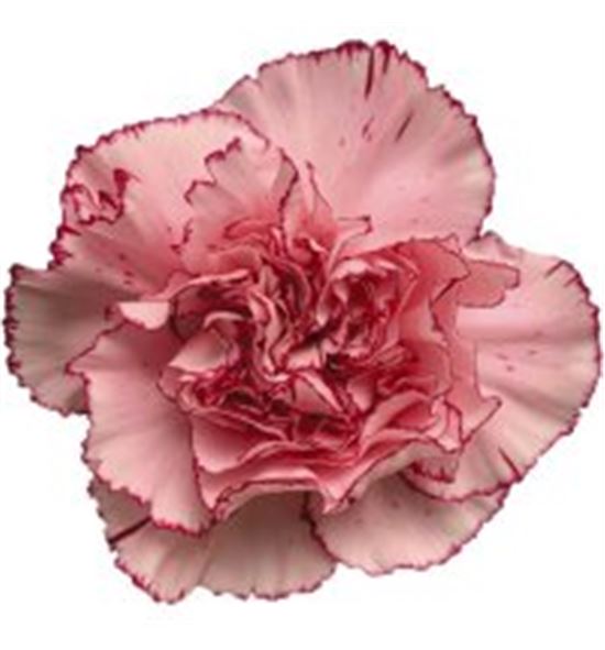 Clavel fancy mariposa