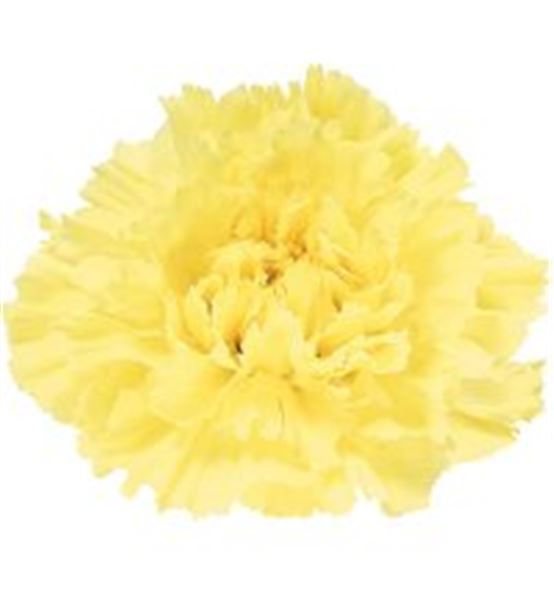 Clavel fancy yellow hermes