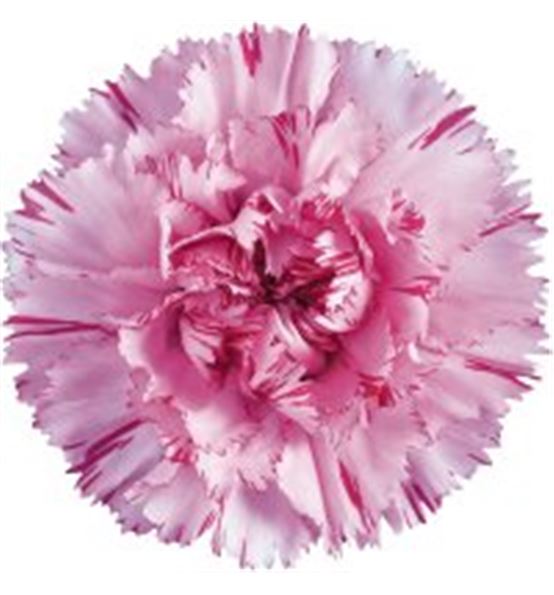 Clavel fancy yukari scuro