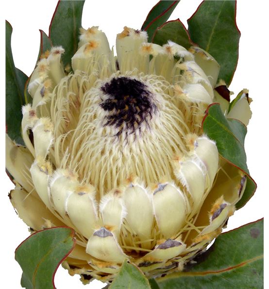 Protea ice queen 60