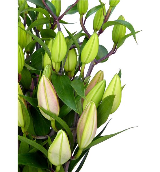 Lilium oriental hol tarrango 95